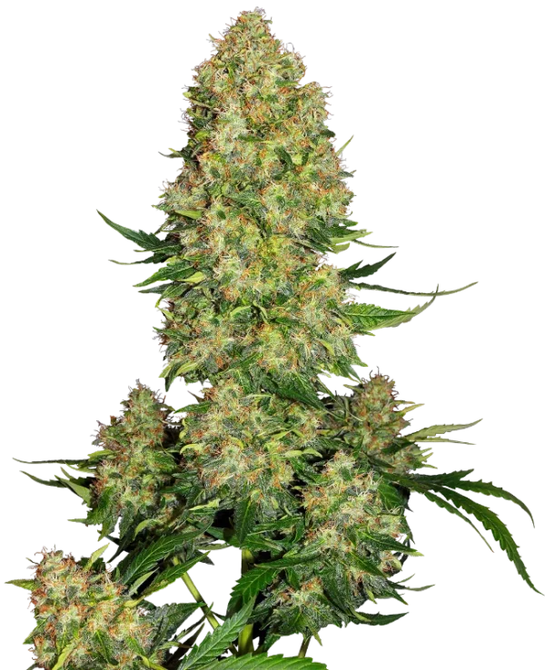 Sensi Seeds – Skunk #1 Automatic – SR Wholesale BV